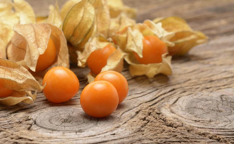 11 Manfaat Ciplukan: Buah Liar Tropis yang Eksotis