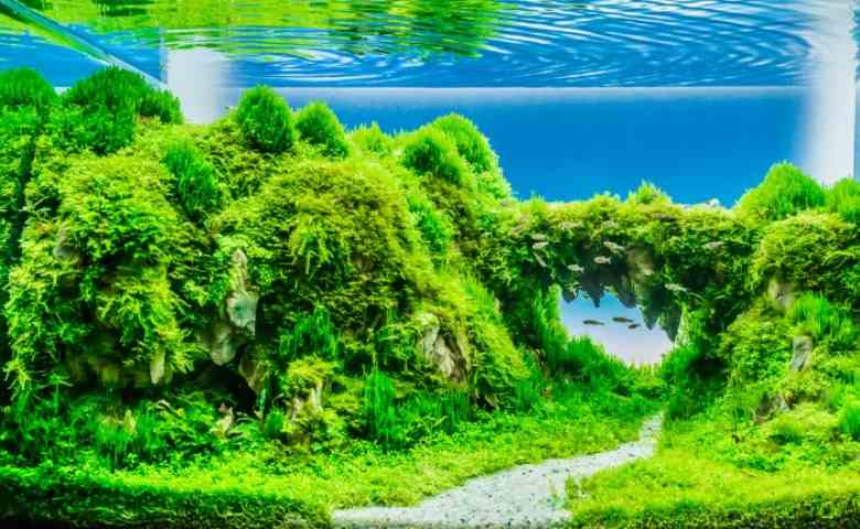 7 Inspirasi Model Aquascape Minimalis Terbaik dan Terpopuler ...