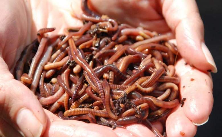 7 Makanan Kura-Kura, Mudah Ditemukan dan Murah! - Tokopedia Blog