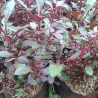 Jual Pohon Tanaman Krokot Merah / Kerokot Merah - Kab. Bogor ...