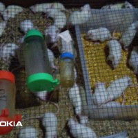 Jual Tikus Putih Wistar untuk penelitian - Kota Palembang - Lab Bio ...