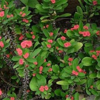 Jual tanaman bunga mahkota duri | bunga euphorbia milli - Kota Batu ...