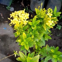Jual asoka singapura bunga warna kuning | soka kuning - Kota Makassar ...