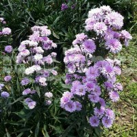 Jual Bunga pikok ungu. spain - Jakarta Utara - putri_flower | Tokopedia