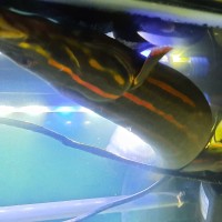 Jual HIASAN AQUARIUM IKAN SILI API BIG SIZE FIRE EEL JUMBO HIGH QUALITY ...