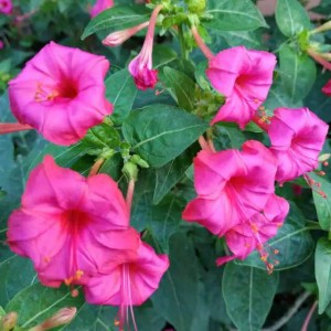 Catat! Mekarnya Bunga Pukul Empat Mirabilis Jalapa Merupakan Contoh ...