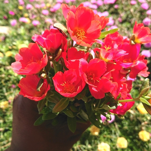 Jual BUNGA HIAS KROKOT SELAPIS MERAH/STEK BATANG KROKOT - Kab. Cirebon ...