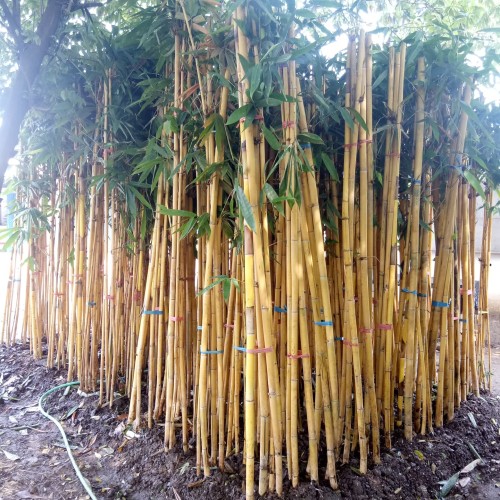 Jual Tanaman Bambu Kuning - Kab. Bogor - Pembibit Tanaman | Tokopedia