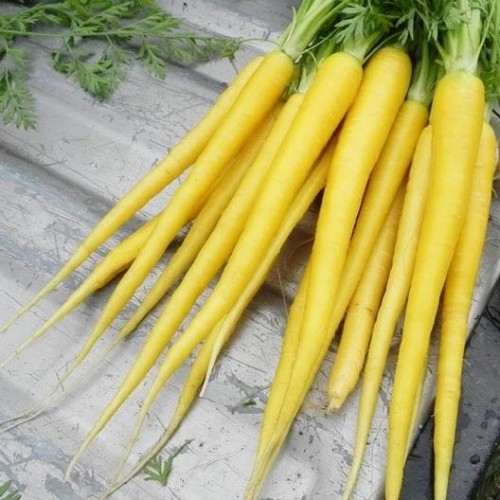 Jual Bibit / Benih / Seeds Sayur Wortel Kuning Solar Yellow Carrot Unik ...