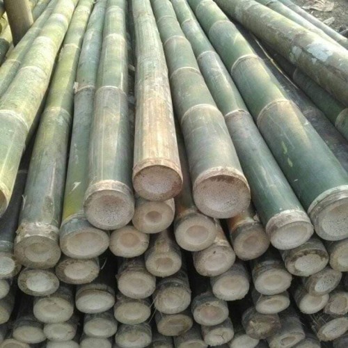 Jual Bambu steger bambu trucuk kaso balok berbagai ukuran dolken gelam ...