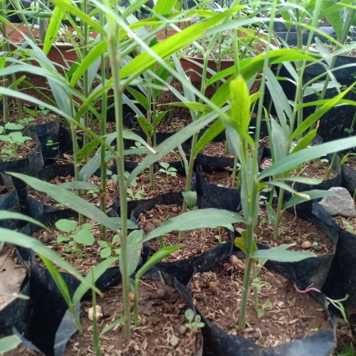 Jual Bibit Tanaman Jahe Merah - Pohon Jahe Merah - Herbal - Kab. Bogor ...