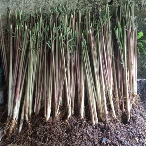 Jual pohon sereh merah / sereh wangi sereh herbal - Kab. Bogor - taman ...