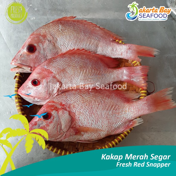 Jual Ikan Kakap Merah Segar / Fresh Red Snapper 1 kg isi 2 ekor ...
