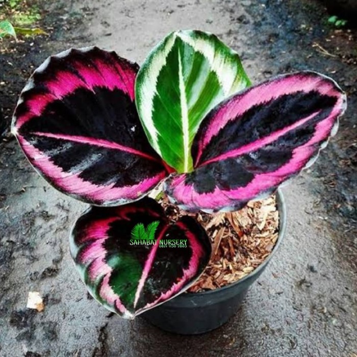 Jual Tanaman hias - Pohon calathea synthia pink - Kab. Bogor - Sahabat ...
