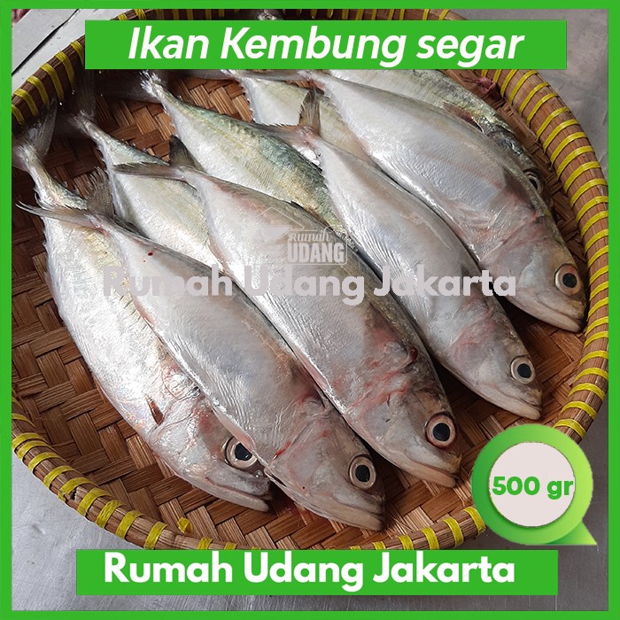 Jual Ikan Laut Segar / Kembung 500 gr isi 4-5 ekor Segar /Fresh ...