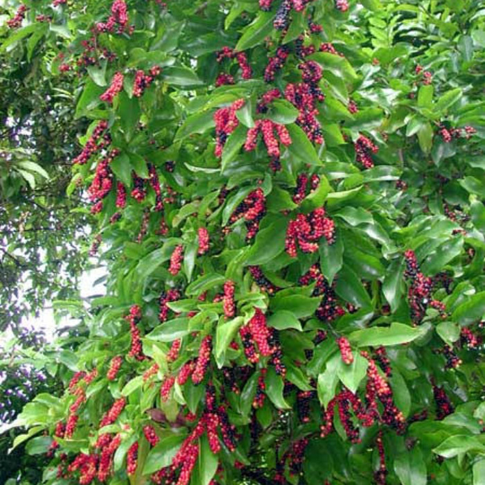 Wajib Tahu! Gambar Tanaman Yang Langka Terpopuler - Informasi Seputar ...