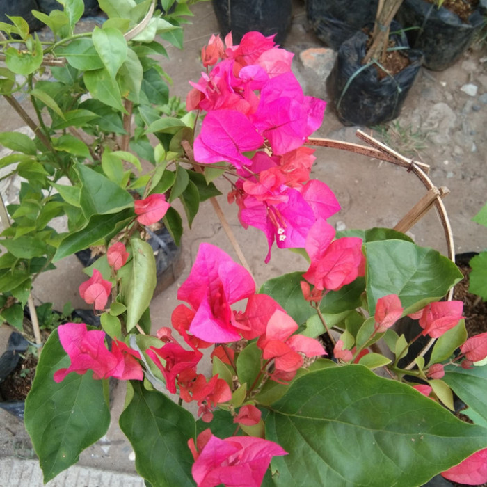 31+ Gambar Bunga Kertas Yang Indah yang Wajib Diketahui - Informasi ...