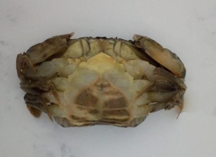 Jual Kepiting Soka Frozen - Jakarta Utara - Yums Kitchen | Tokopedia