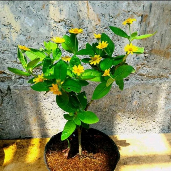 Wajib Tahu! 25+ Tanaman Bunga Kuning Kecil yang Banyak Dicari ...