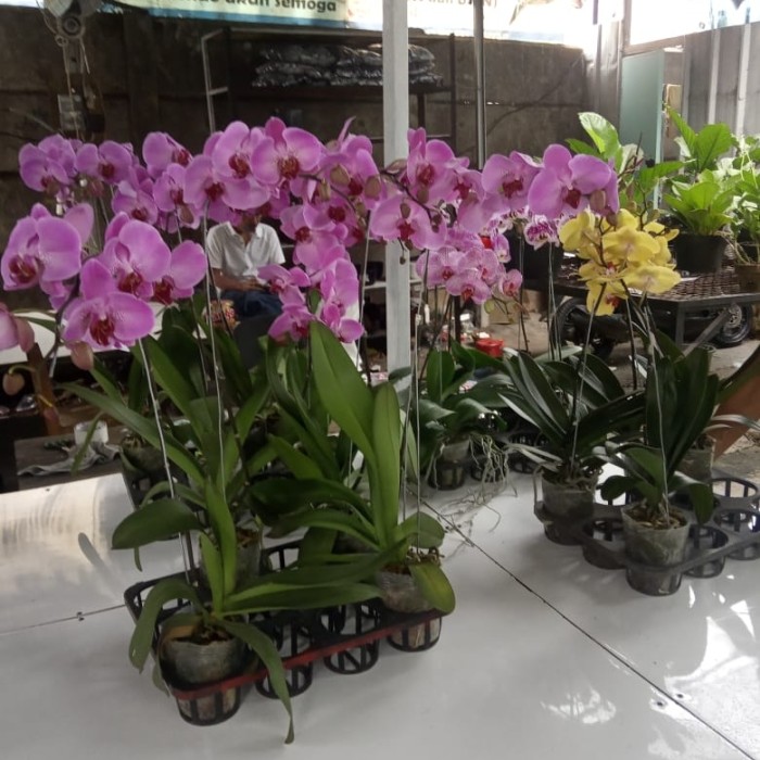Jual anggrek bulan jumbo - Kota Tangerang Selatan - Yaya gardenia ...