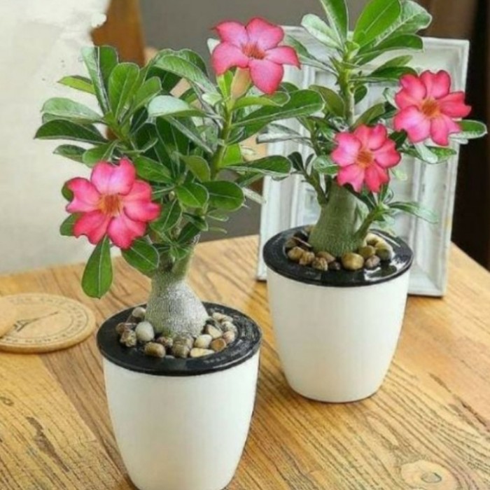 Kumpulan Gambar Tanaman Kamboja yang Wajib Diketahui - Informasi ...