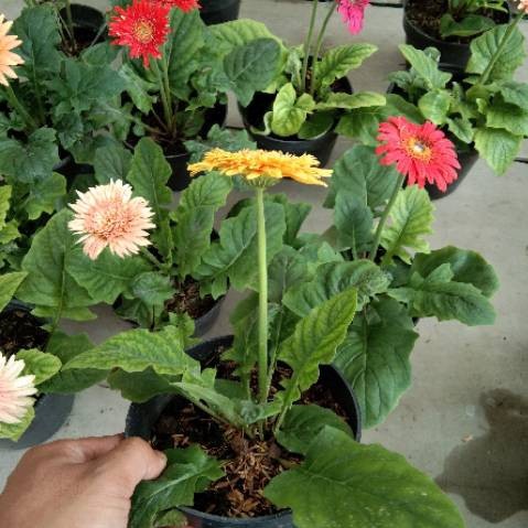 Deretan 41+ Tanaman Bunga Herbras yang Wajib Diketahui - Informasi ...