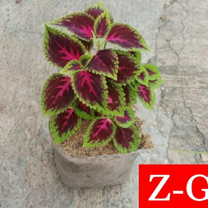 Beginilah Gambar Tanaman Hias Miana Kekinian - Informasi Seputar ...