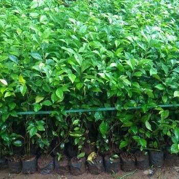 Jual Tanaman Pagar Tanaman Teh Tehan Acalypha siamensis - Kab. Bogor ...