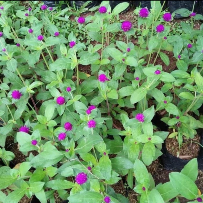 Ini Dia! 34+ Tanaman Bunga Kancing Terbaik - Informasi Seputar Tanaman Hias