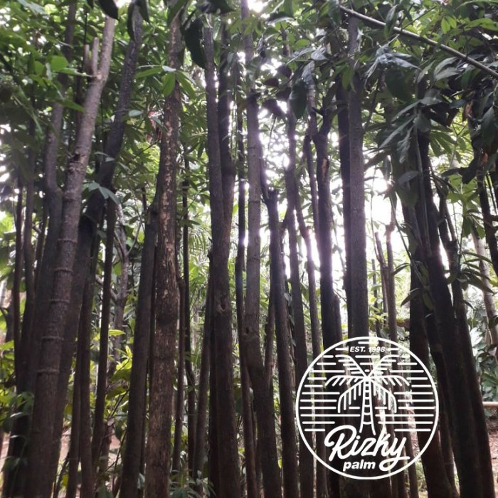 Jual Pohon Pule Tunggal // Pohon Pulai // Alstonia scholaris - Kota ...