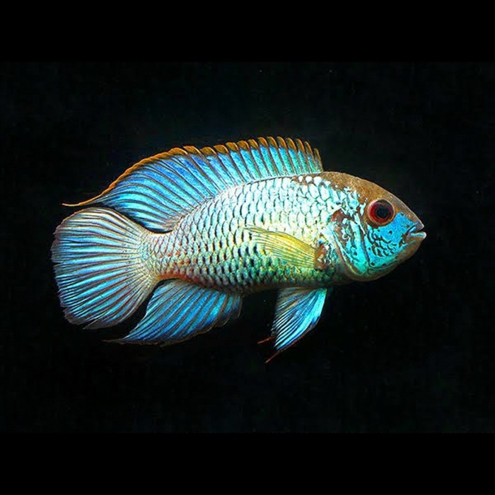 Jual The Electric Blue Acara Andinoacara Pulcher Cichlid American ...