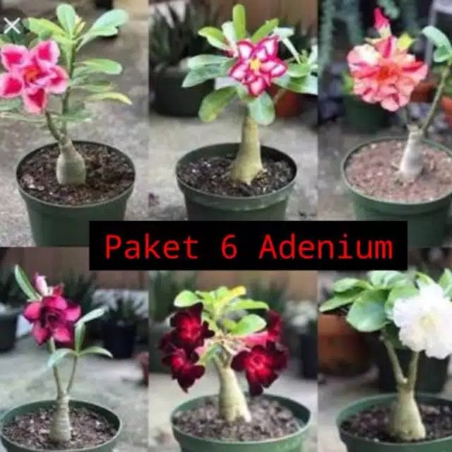 Kumpulan Gambar Tanaman Hias Adenium yang Wajib Diketahui - Informasi ...