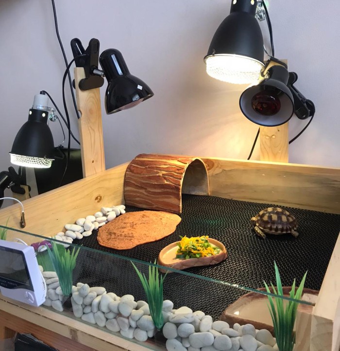 Jual Torto table M/kandang kura kura darat - Kota Bandung - TortoMania ...