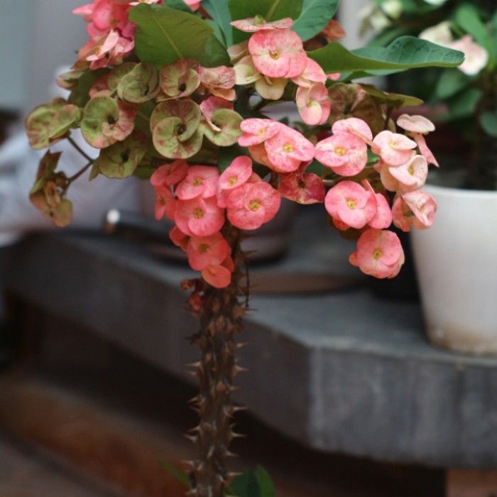 Jangan Lewatkan! 50+ Tanaman Bunga Berduri yang Mantul! - Informasi ...