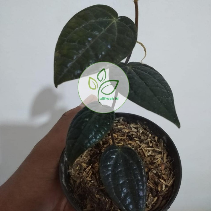 Jual tanaman sirih hitam original full warna hitam - Kab. Bogor ...