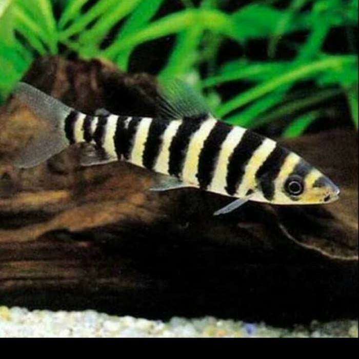 Jual Leporinus Fasciatus The Black Banded Anostomidae - Jakarta Utara ...