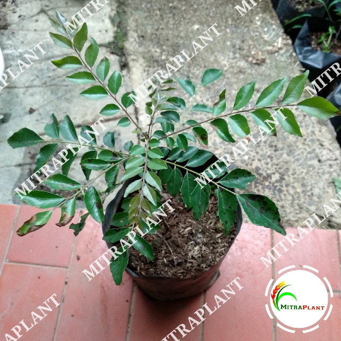 Jual Bibit Tanaman Salam Koja - Pohon Salam Koja - Daun Temuru - Daun ...