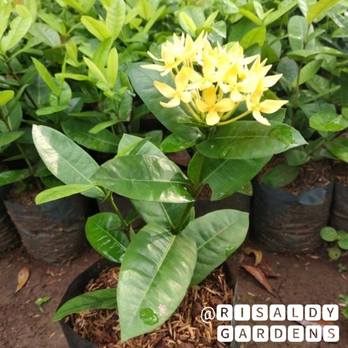 Rangkuman Gambar Bunga Asoka Kuning yang Mantul! - Informasi Seputar ...