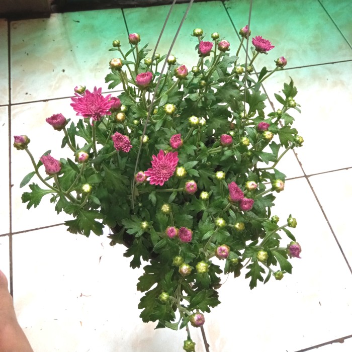 Inilah Gambar Bunga Aster Ungu yang Mantul! - Informasi Seputar Tanaman ...