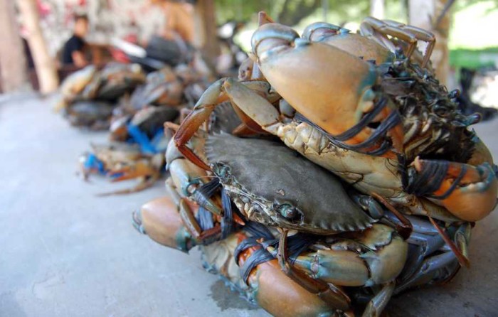 Jual Kepiting hidup - Manyar - Gres toko | Tokopedia