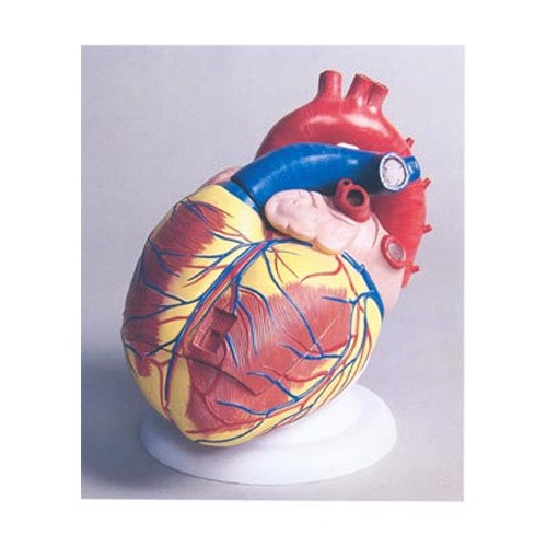 Jual Manekin Model Jantung Manusia - Kota Malang - Indocreatif | Tokopedia