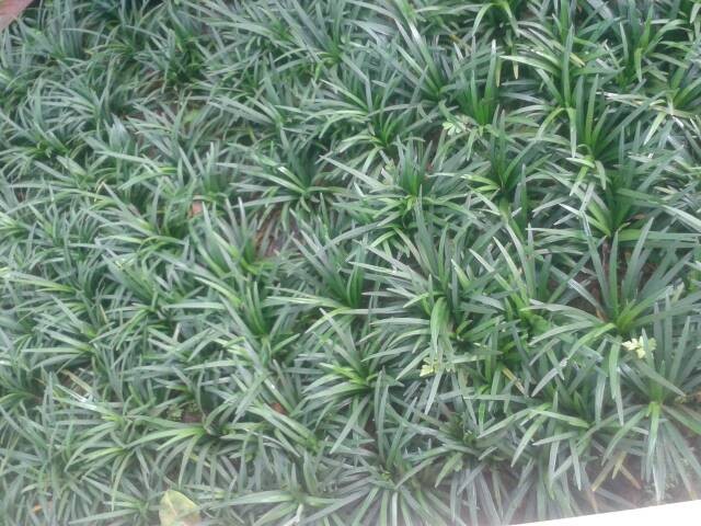 Jual jual tanaman kucai mini - Kab. Bogor - Gallery Tukang Taman ...