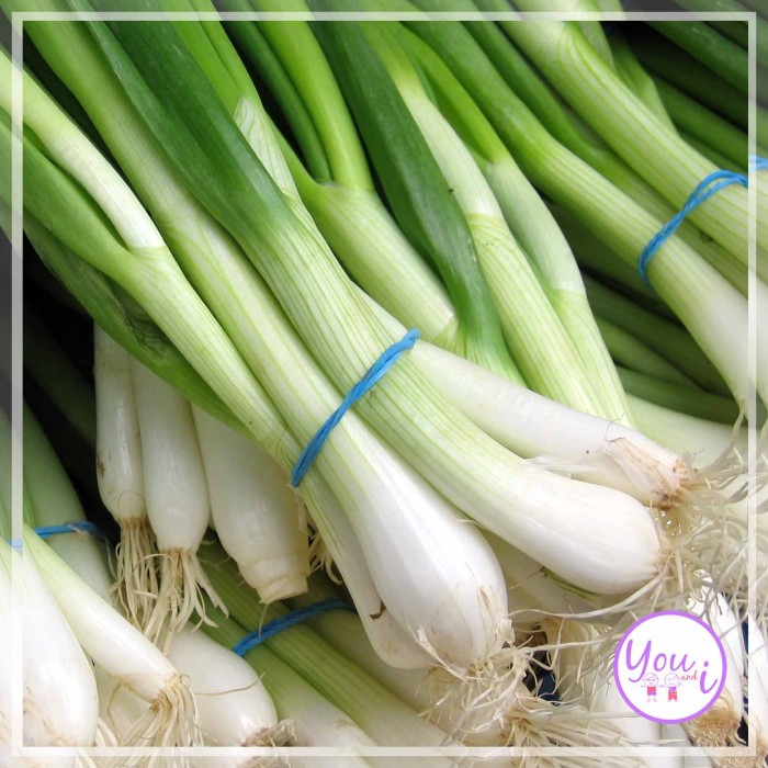 Jual Biji Benih Sayur Daun Bawang Unggul - Kota Semarang - You And I ...