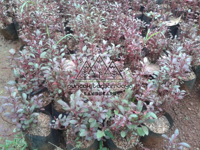 Jual Pohon Tanaman Krokot Merah / Kerokot Merah - Kab. Bogor ...