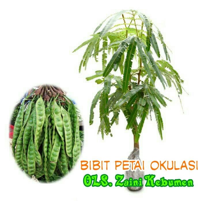 Jual Bibit Petai / Pete, berkualitas (tangkai buah banyak), siap tanam ...