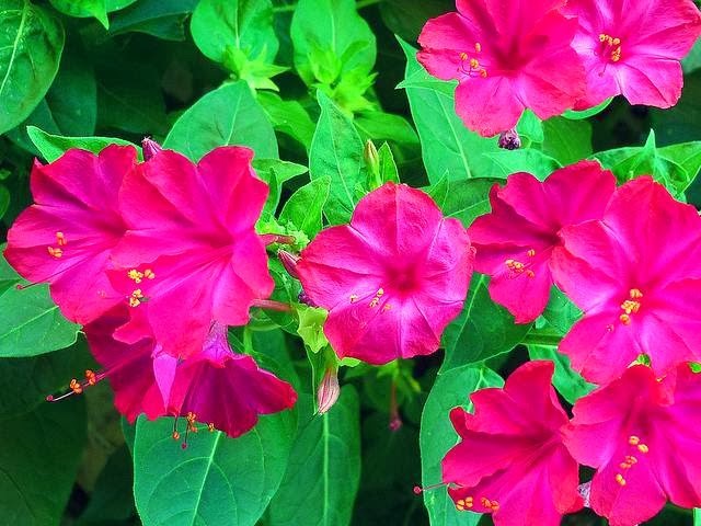 Ini Dia! Gambar Tumbuhan Bunga Pukul Empat yang Lagi Ngetrend ...