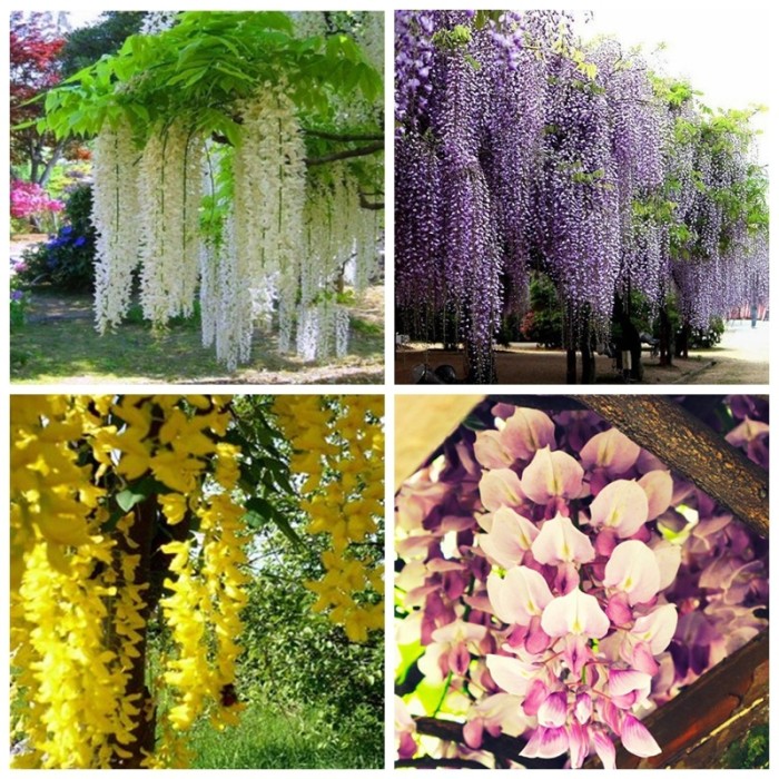 Inilah 40+ Jual Tanaman Bunga Wisteria Terbaik - Informasi Seputar ...