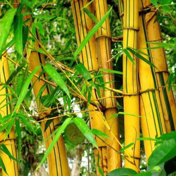 Jual jual bambu kuning - Kab. Gresik - JUALONE | Tokopedia