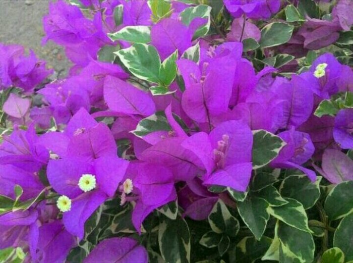 Jual Bibit Bougenville Ungu Parigata - Kota Batu - Ruby Florist | Tokopedia