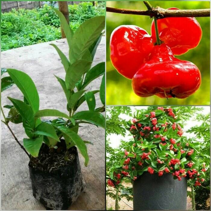 Jual bibit jambu air merah/pohon jambu kancing merah - Kota Bogor ...